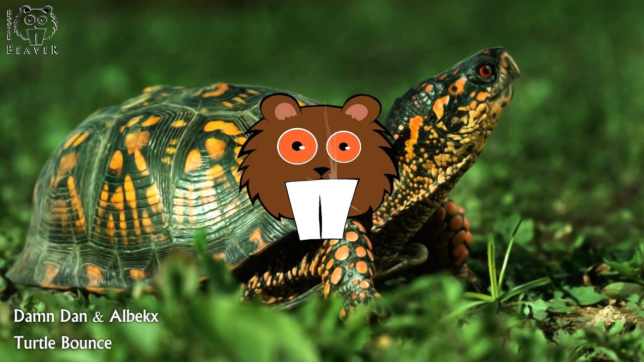 [Melbourne Bounce] Damn Dan & Albekx - Turtle Bounce (Original Mix) - YouTube