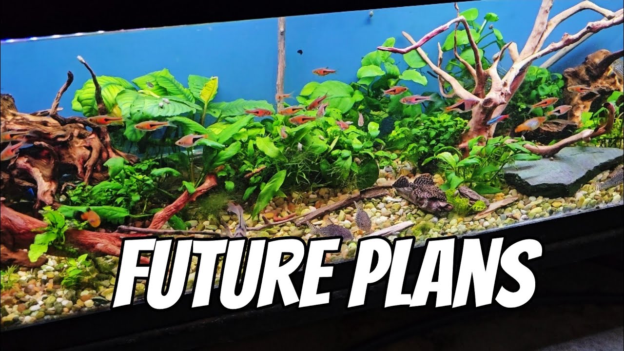 Future Plans - YouTube