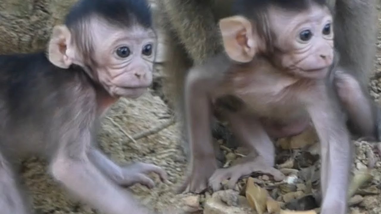 Cutest Newborn Baby Monkey Training To Walk, Adorable Baby monkey ...