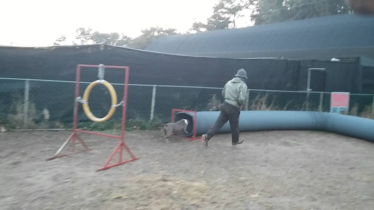 american bully dog "punch" agility training - YouTube