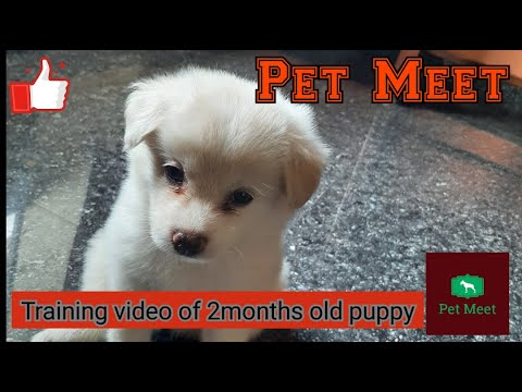 Two month old puppy basic obedience training - YouTube
