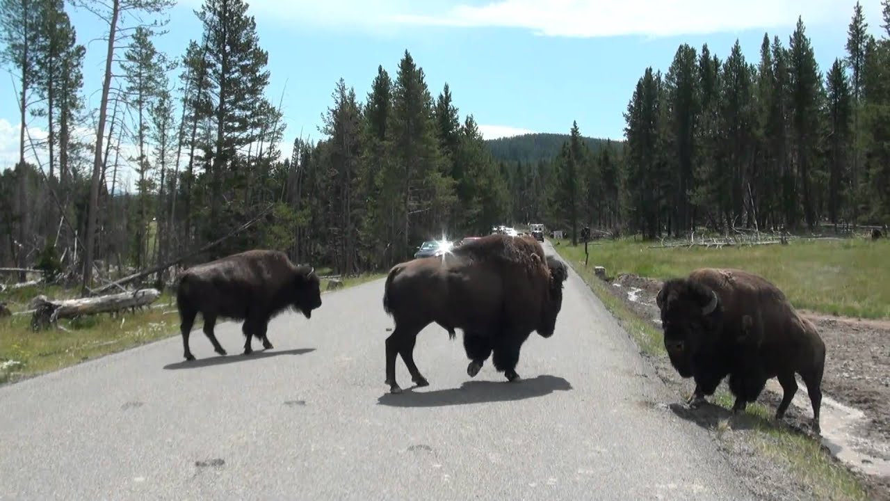 Bison Fight - Yellowstone - YouTube