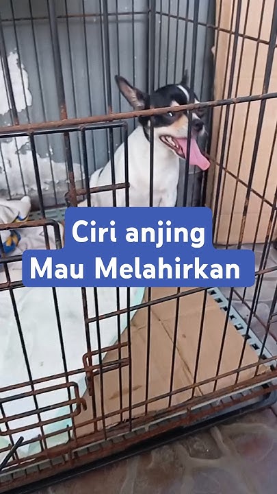 ciri anjing mau melahirkan #anjingchihuahua - YouTube