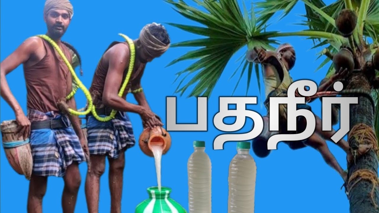 பதநீர் எடுப்பது எப்படி ? How to get pure palm juice | Juice of Toddy ...