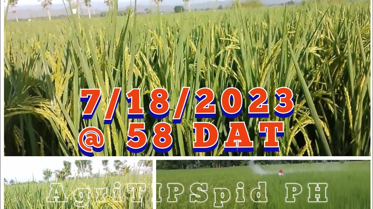 @58 DAT SL19H, BIORICE650 & NEWBIORICE Ibatibang Paraan para makaani Ng ...