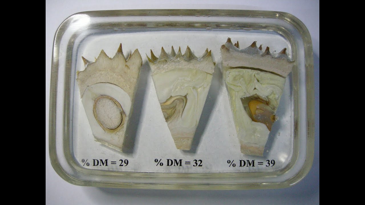 Acoustic Durian Maturity Determination System - Part 1 - YouTube
