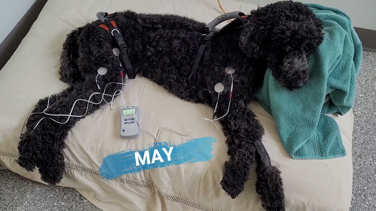 Fibrocartilaginous Embolism (FCE)