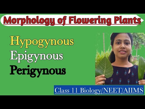 Types of flowers |Hypogynous | Epigynous| Perigynous|Morphology of ...