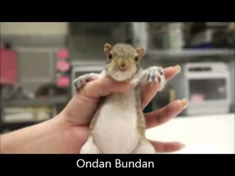 Bebek Sincap İçin Yemek Vakti