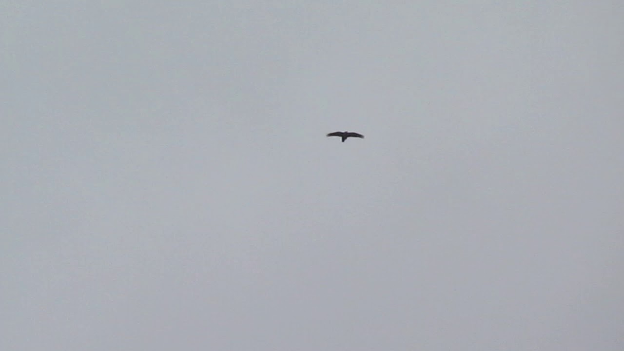 Cooper's Hawk Courtship Flight (03/15/19) - YouTube