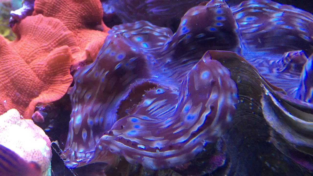 Swimming out of a Clam - YouTube