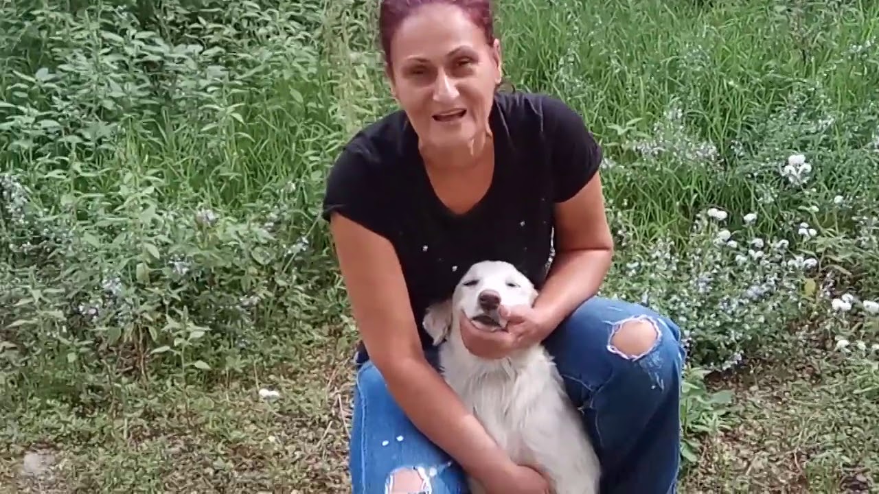 Αυτή είναι η πανέμορφη σκυλίτσα που διασώθηκε στην Αμφιλοχία και ψάχνει ...