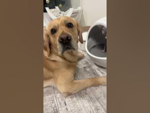 Верные друзья 🐶😺 - YouTube