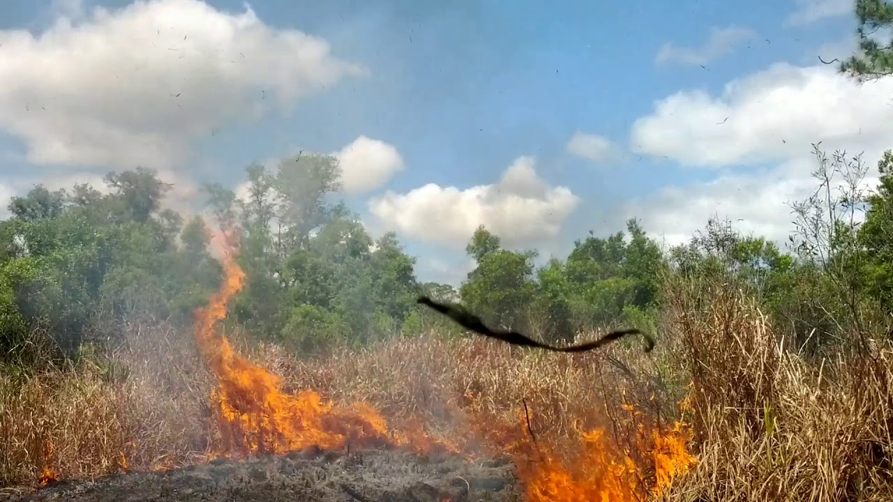 Cogon grass prescribed fire - YouTube