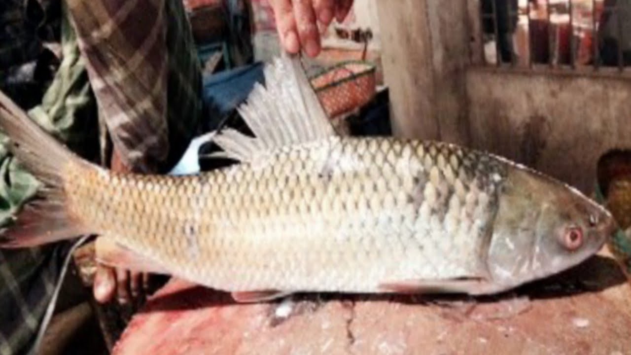 Amazing Mrigal Fish Cutting Skills In Bangladesh By Expert Fish Cutter ...