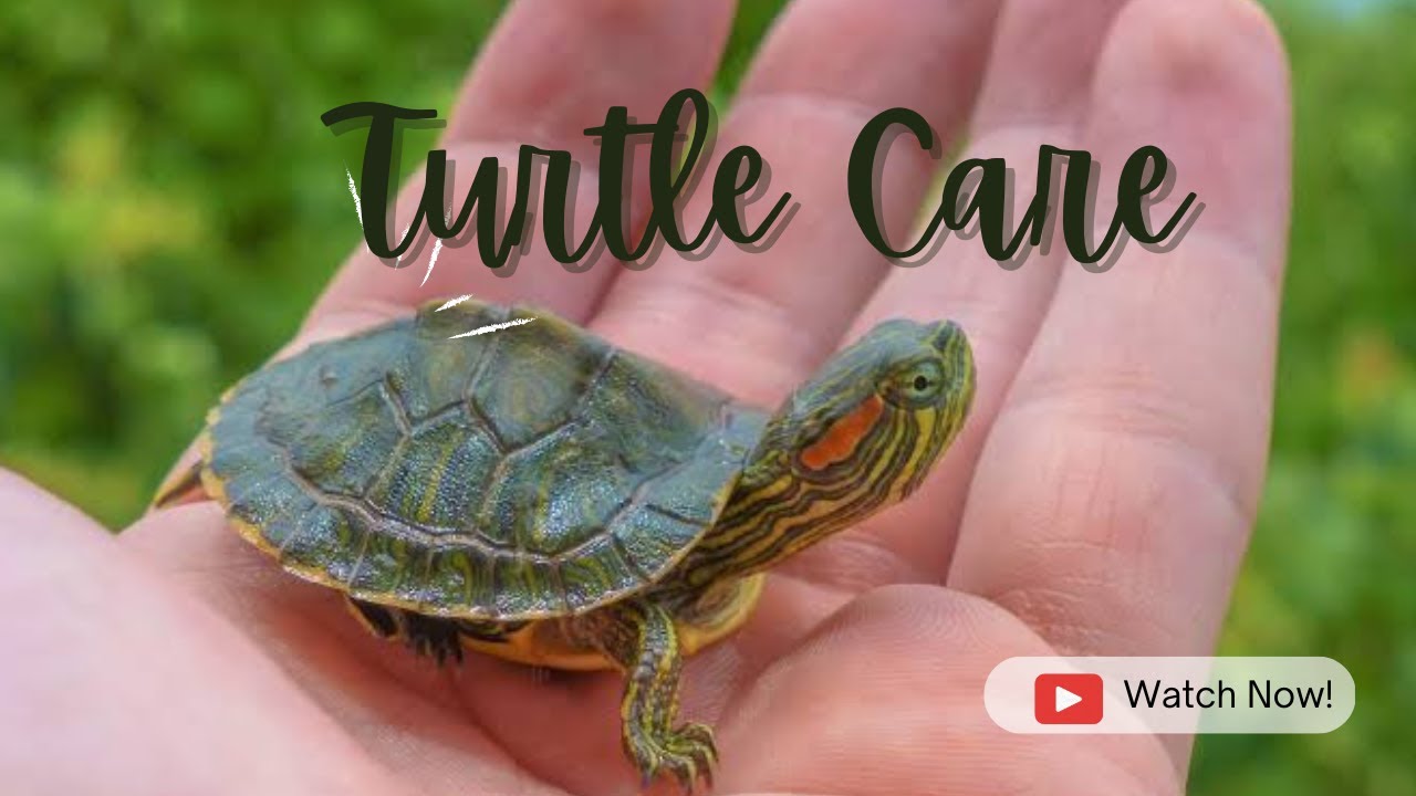 Turtles care in winter || Turtle pond cleaning || Baby turtles || कछुए ...