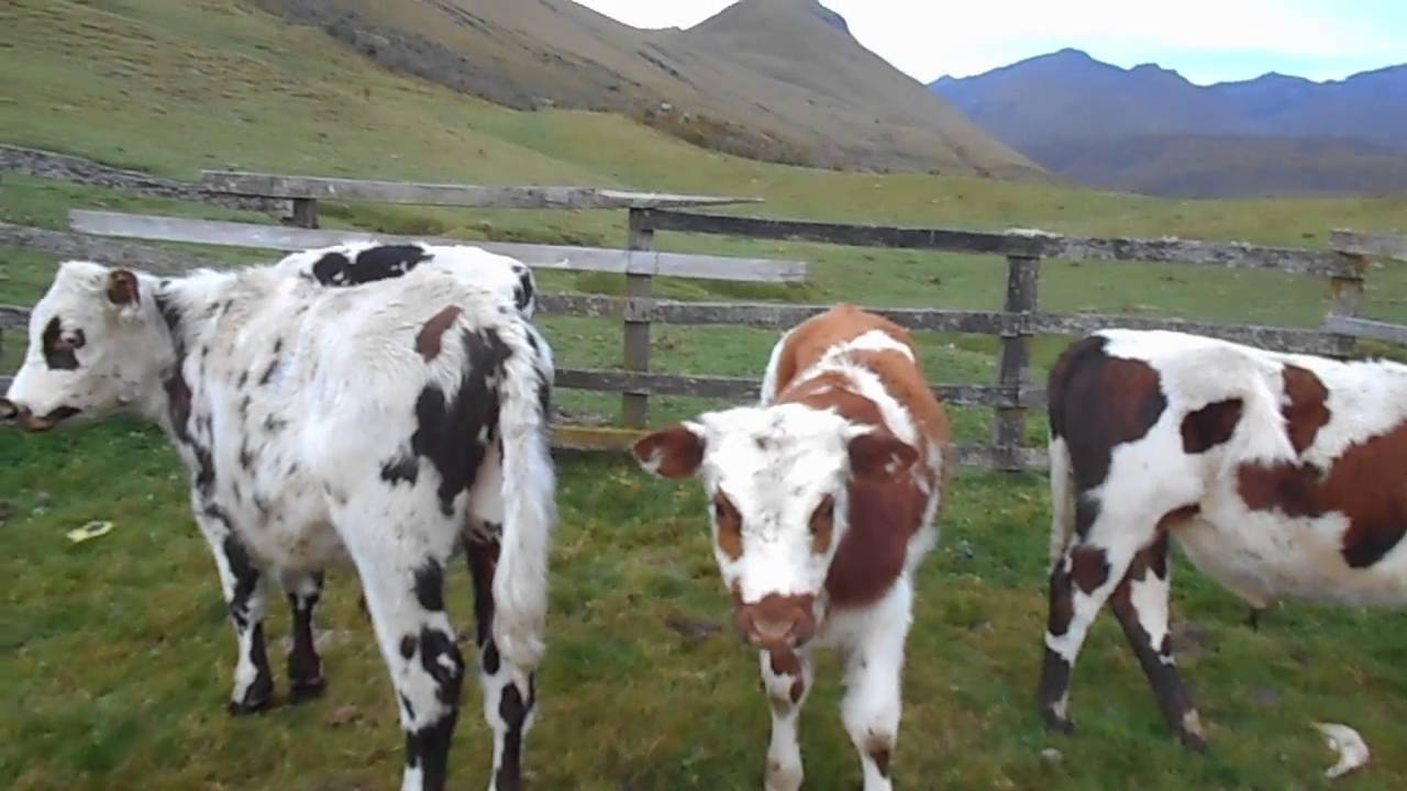 TERNEROS NORMANDO - YouTube