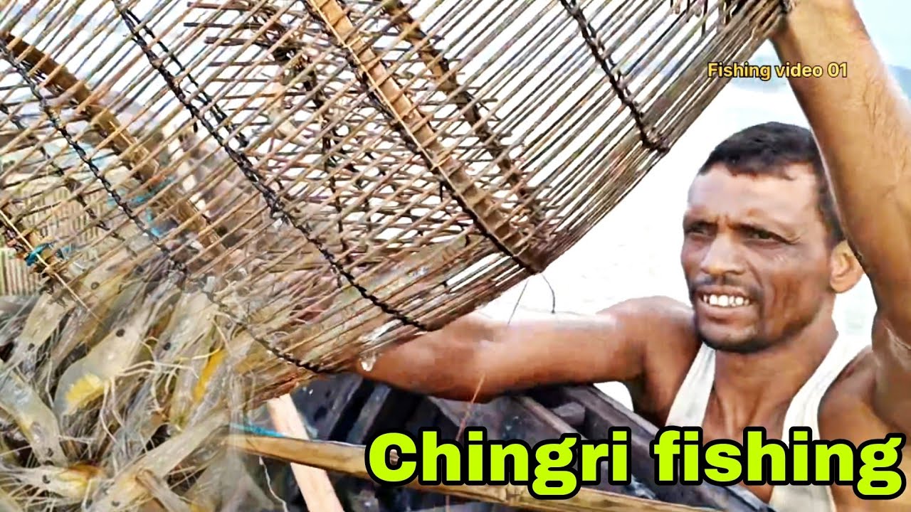 river fishing video .fishing video. chingri fish farming.new fishing ...