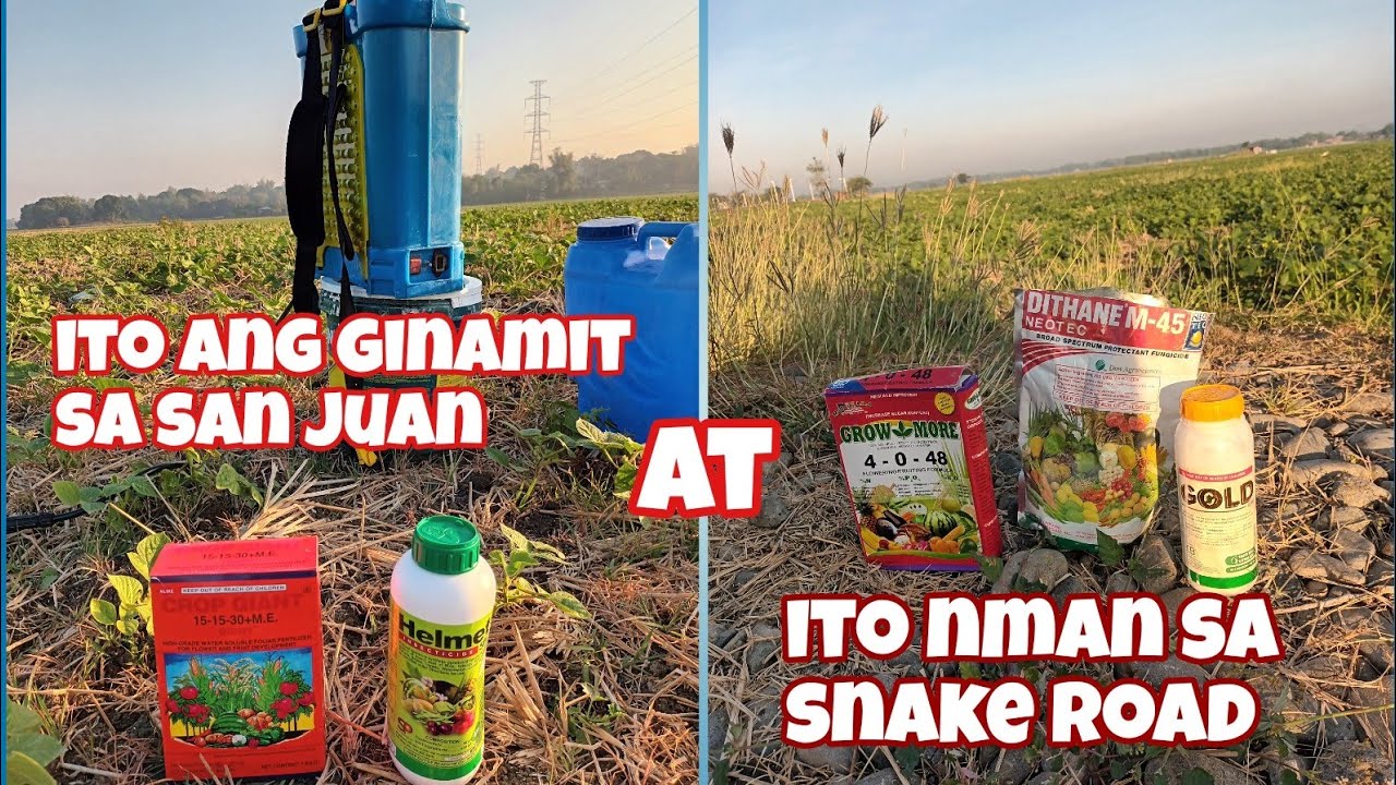 CROP GIANT 15-15-30 +ME AT HELMET INSECTICIDE 5EC EPEKTIBO NA MURA PA ...