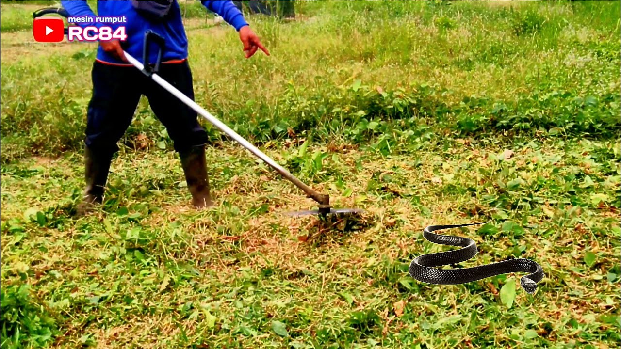 Anak ular bikin kaget | Rumput Semak di kebun durian _ mesin rumput # ...