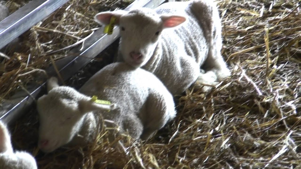 Little Lamb Commercial - YouTube