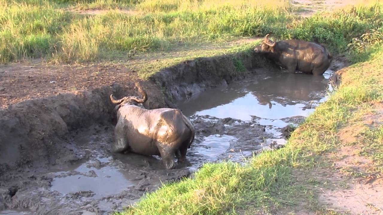 Cape buffalo hanging in a Ugandan mud wallow-VERY MUDDY results, LOL ...