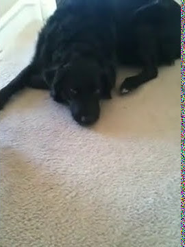 Rosie- the dog - YouTube