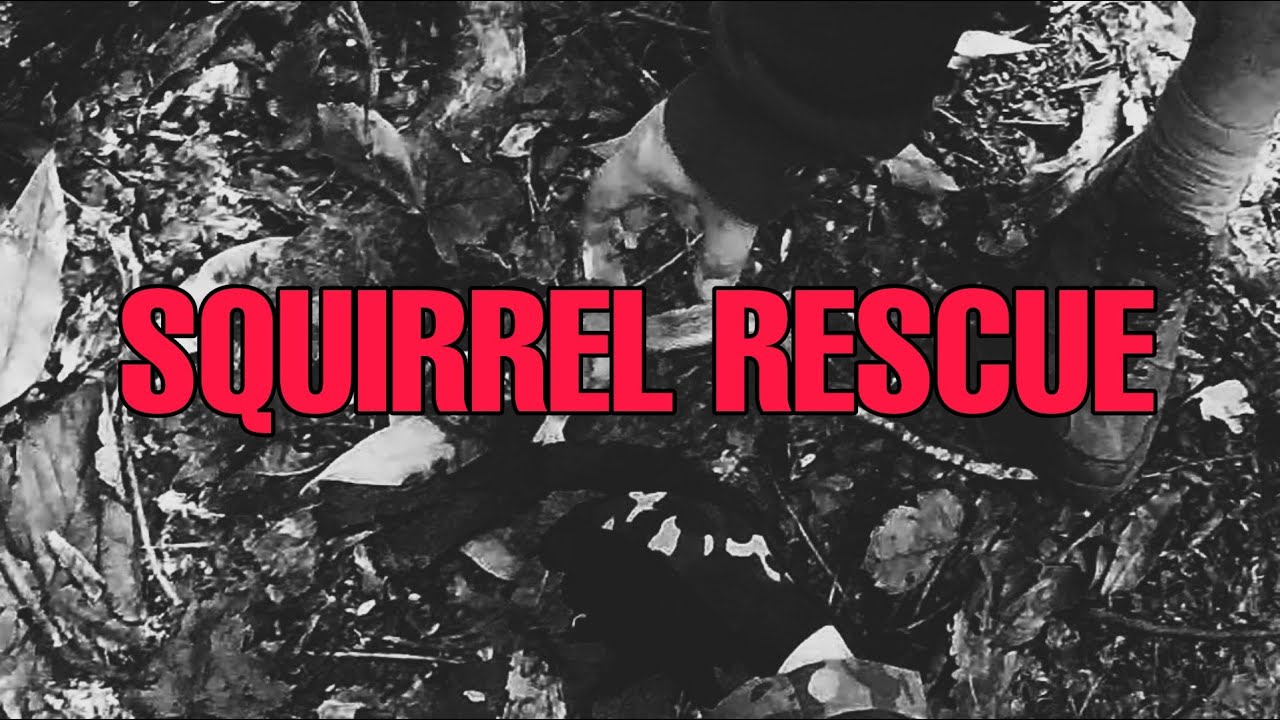 SQUIRREL RESCUE - STORMFORCE AIRSOFT 10/09/22 - YouTube