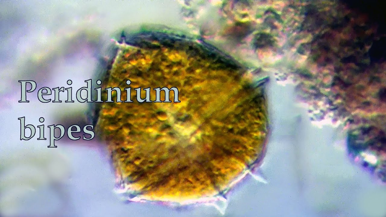 Peridinium 40x
