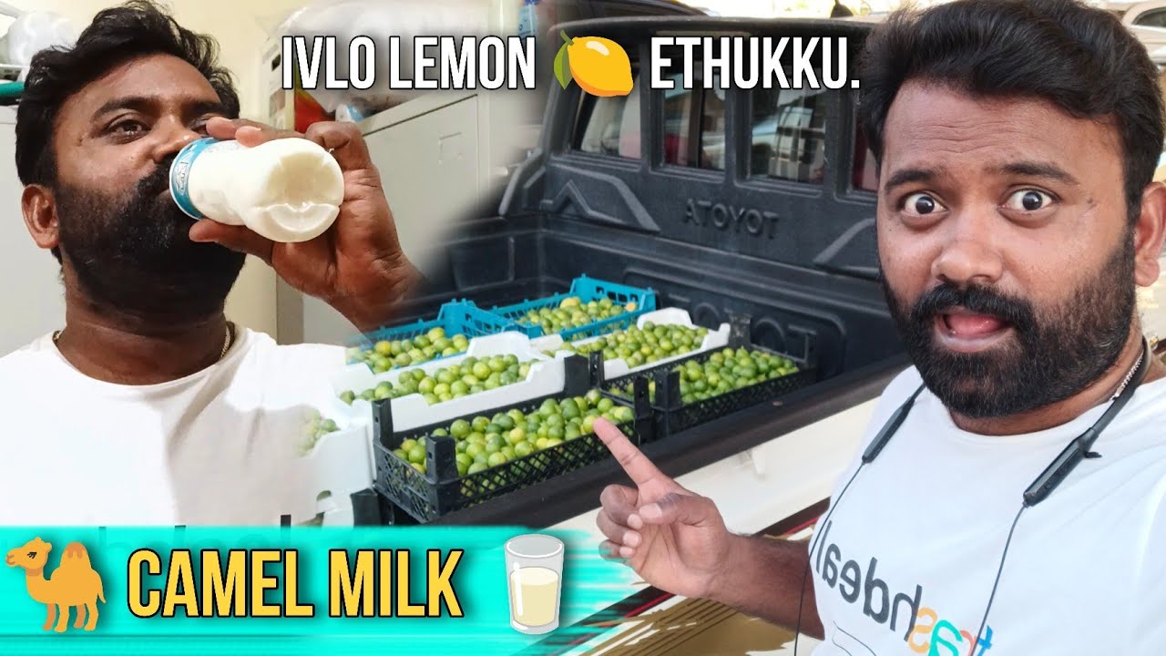 ivlo lemon ethukku 🍋😳🐪 |syedview| #syed_view #qatar #tamil #vlogs # ...