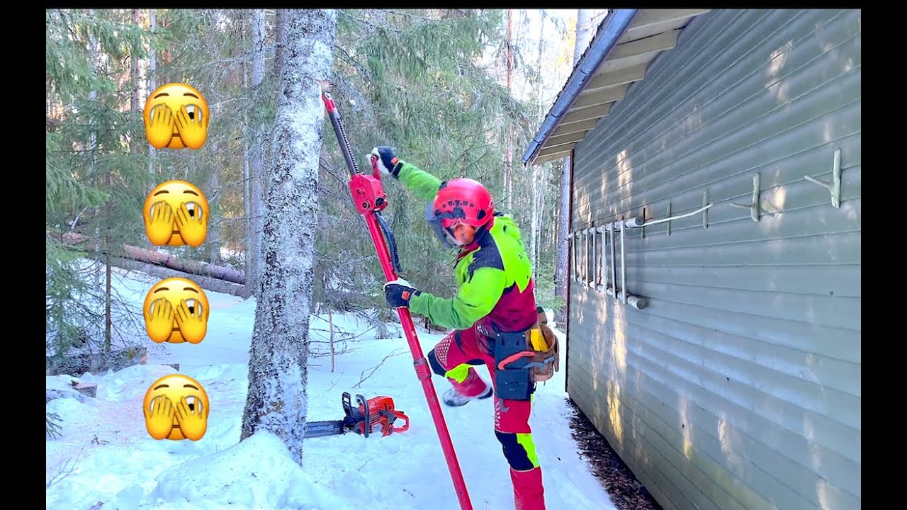 Pieni, mutta erittäin hankala puu. This Was Tricky Tree. Pro Finnish ...