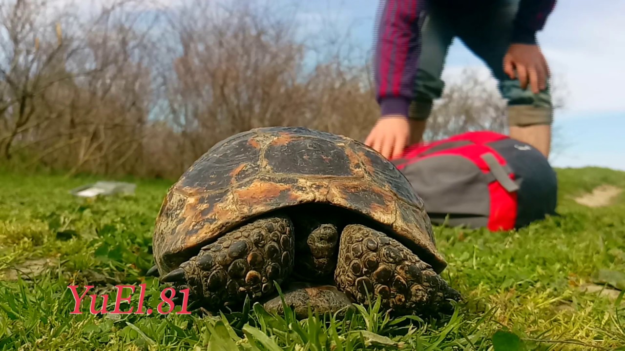 Monster turtle attack on camera (Original) / Tısbaga kameraya hucum ...