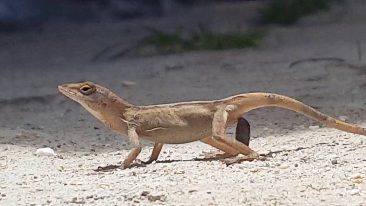 Gecko poop and drag! - YouTube