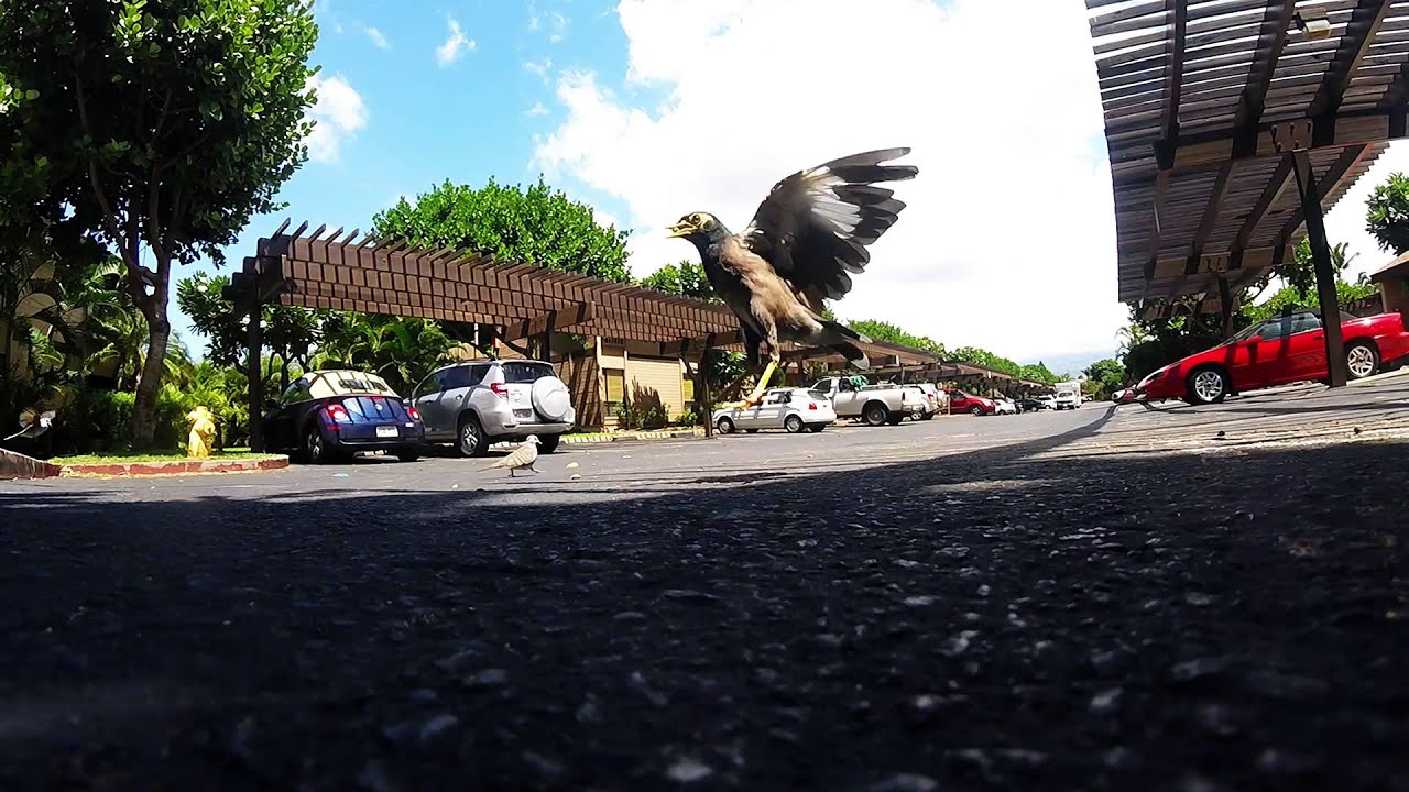 Amazing Bird Catching - YouTube