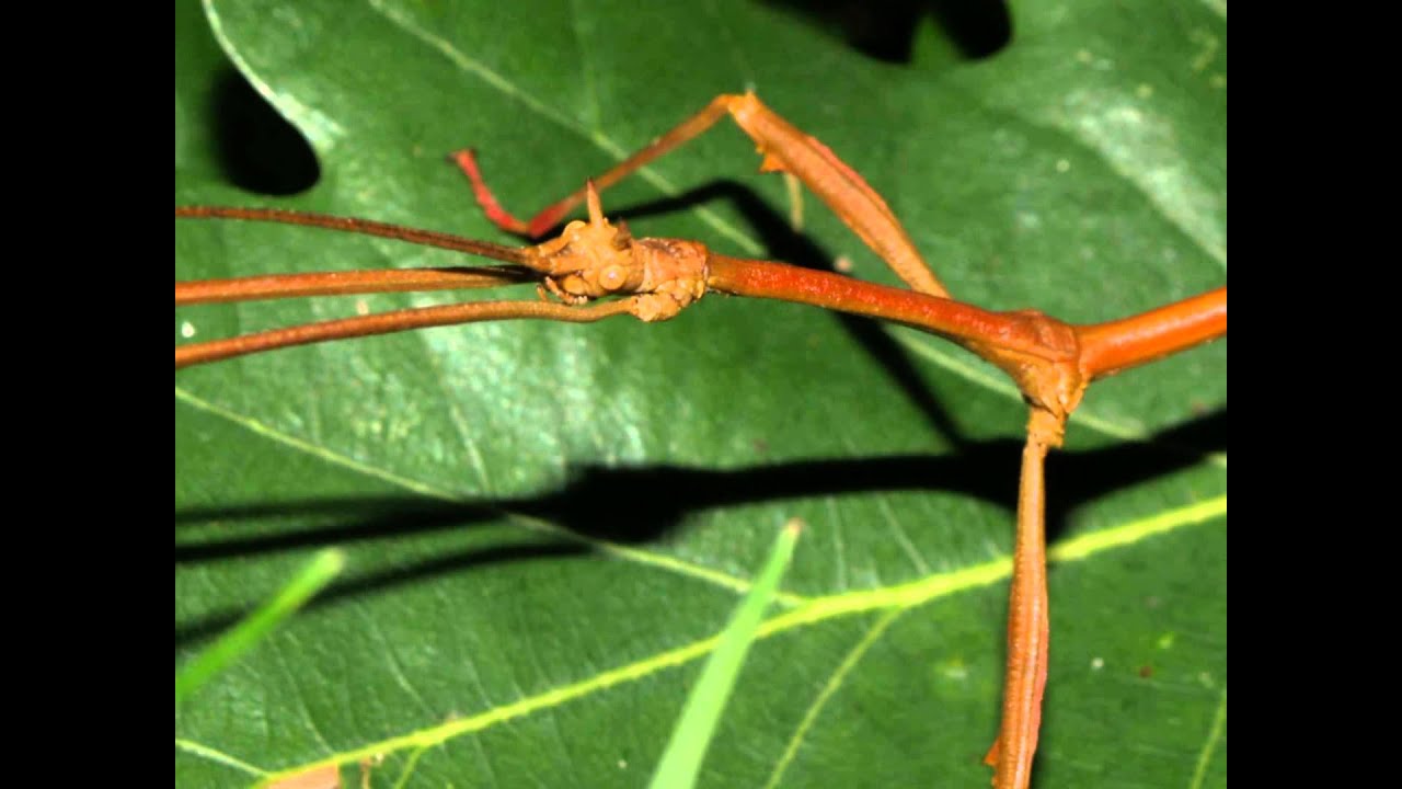 Insetti stecco - YouTube