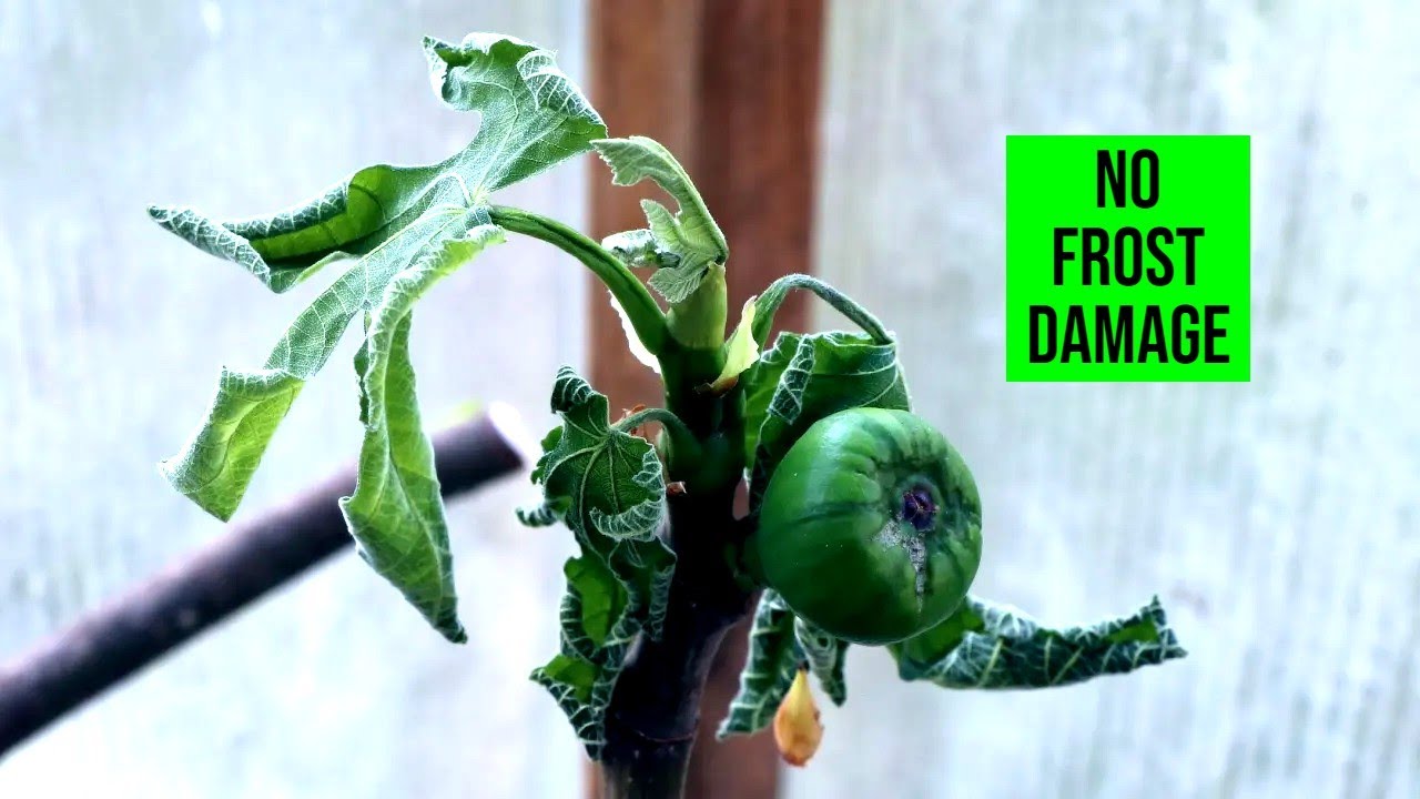 No Late Frost for My Fig Trees | What This Means... - YouTube