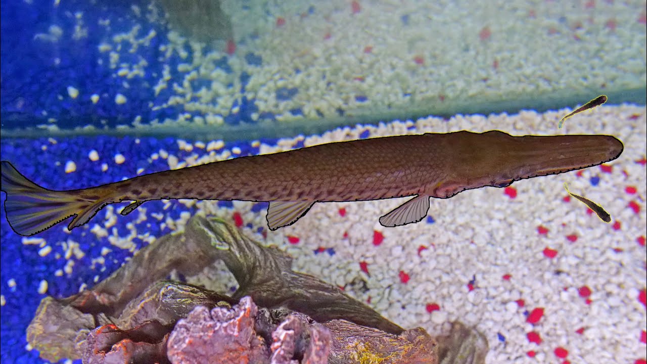 My Pet Alligator Gar is Hungry!! - YouTube