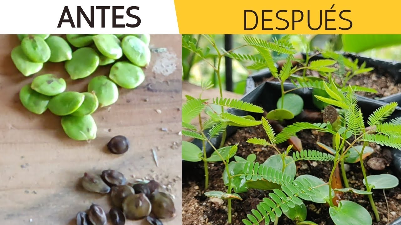 Cómo germinar semillas de huaje/ guaje. - YouTube