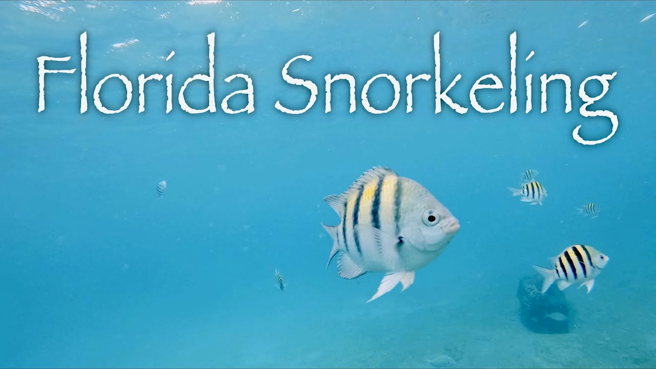 Florida Snorkeling at the Blue Heron Bridge - Relaxation - YouTube