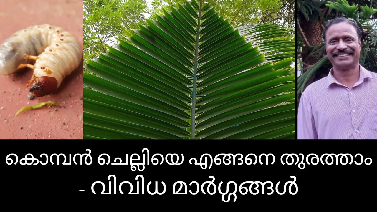 കൊമ്പൻ ചെല്ലിയെ എങ്ങനെ തുരത്താം|How to get rid of Rhinoceros Beetle ...