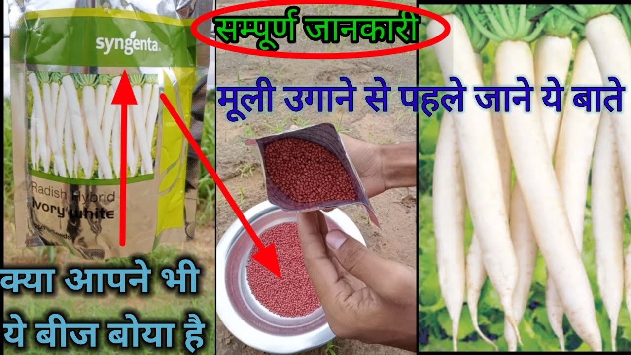 grow radish seed best quality 🤏 muli ugaane se pahle video jarur dekhe ...