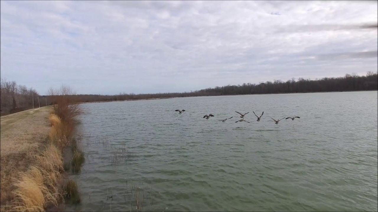 Chasing geese with a drone - YouTube