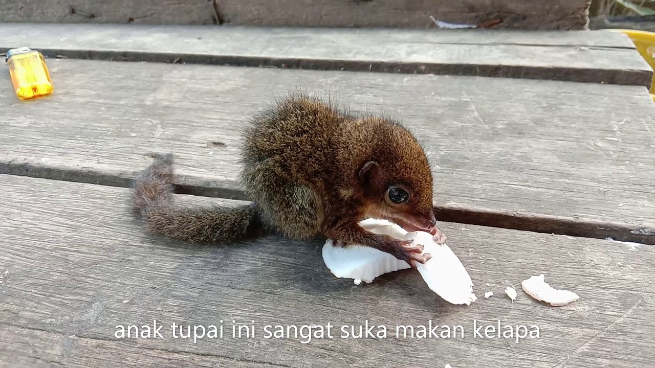 Tupai Kelapa