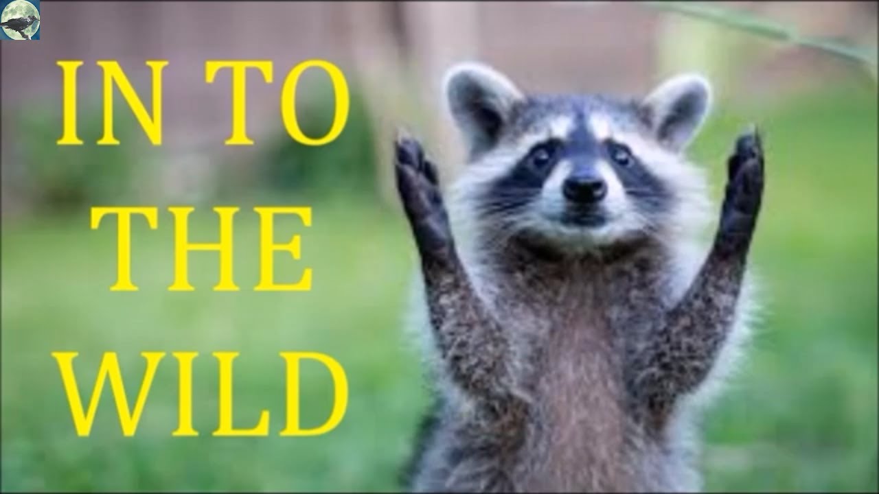 INTO THE WILD ANIMAL FACTS - YouTube