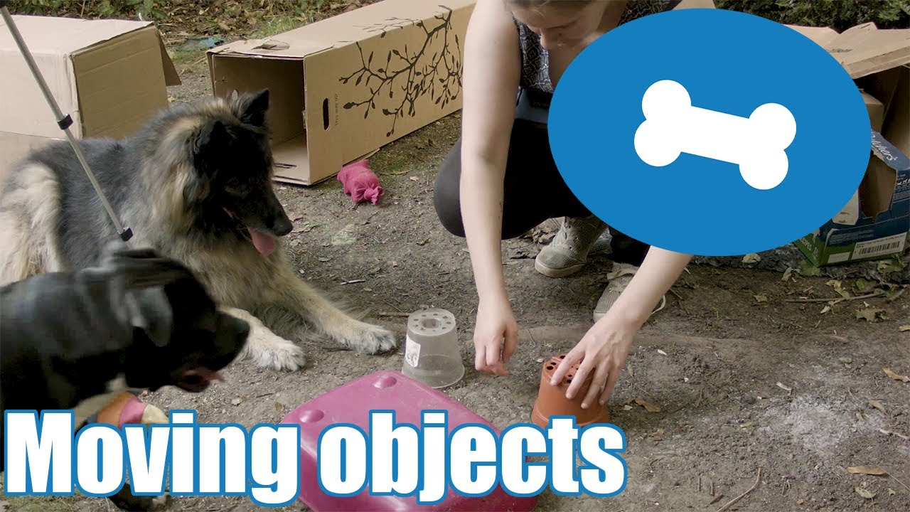 Confidence building with moving objects - YouTube