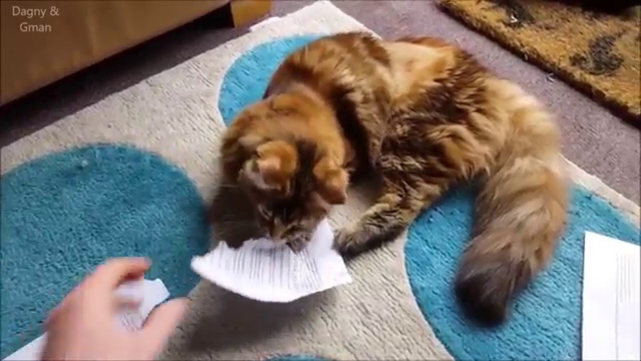 Cats eat homework too... || Maine Coon Cat - YouTube