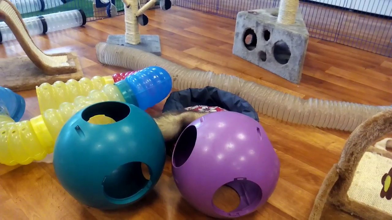 Huron Marshall Macho - Color Chocolate - Chip 8868819 - YouTube