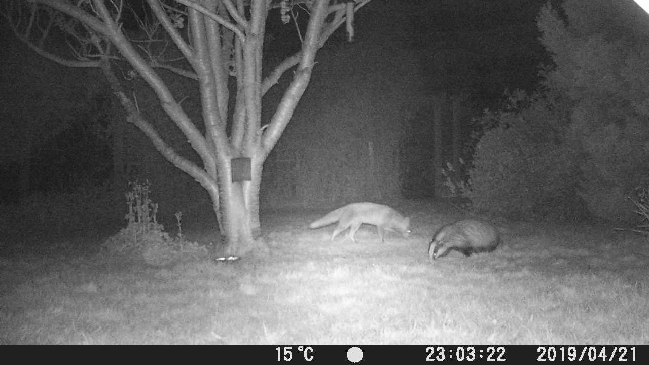 Fox v Badger Round 2 - YouTube