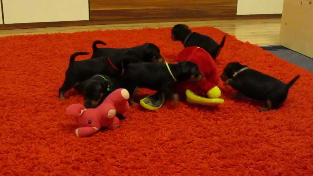 Puppies Miniature pinscher (Zwergpinscher) 4 Weeks old. Alminoros ...