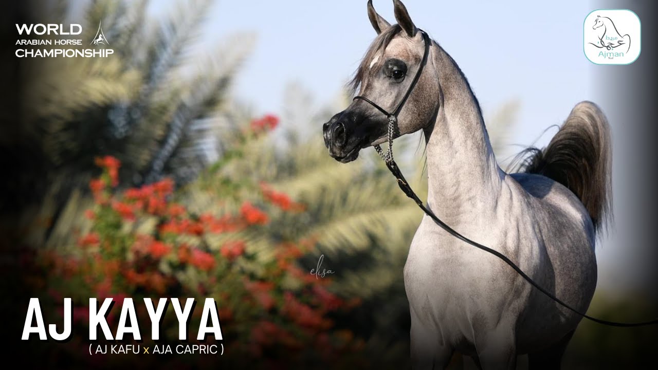🌟AJ KAYYA 🌟World Arabian Horse Championship 2022 PARIS | Ajman Stud ...